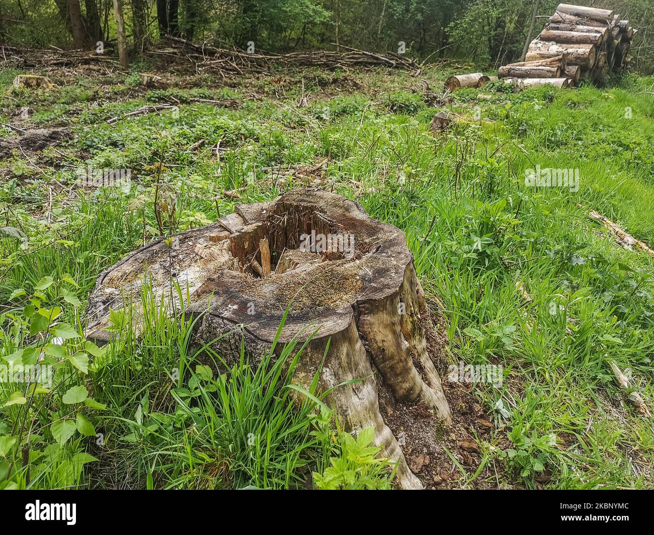 Mass deforestation hi-res stock photography and images - Alamy