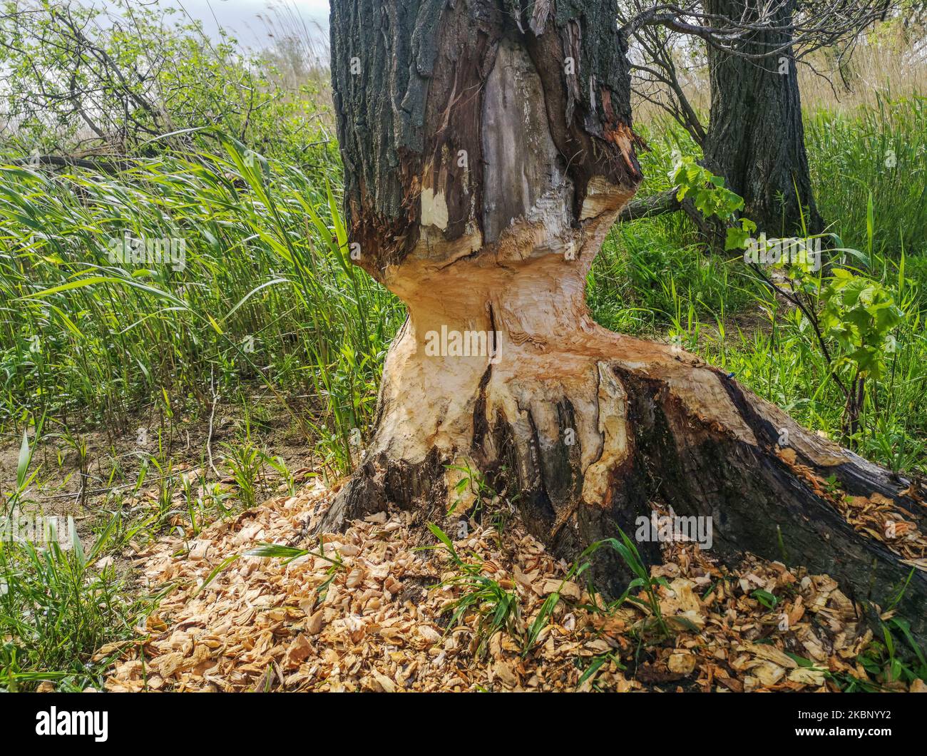Tree bitten by beavers is seen in Mikoszewo, Poland on 17 May 2020 ...