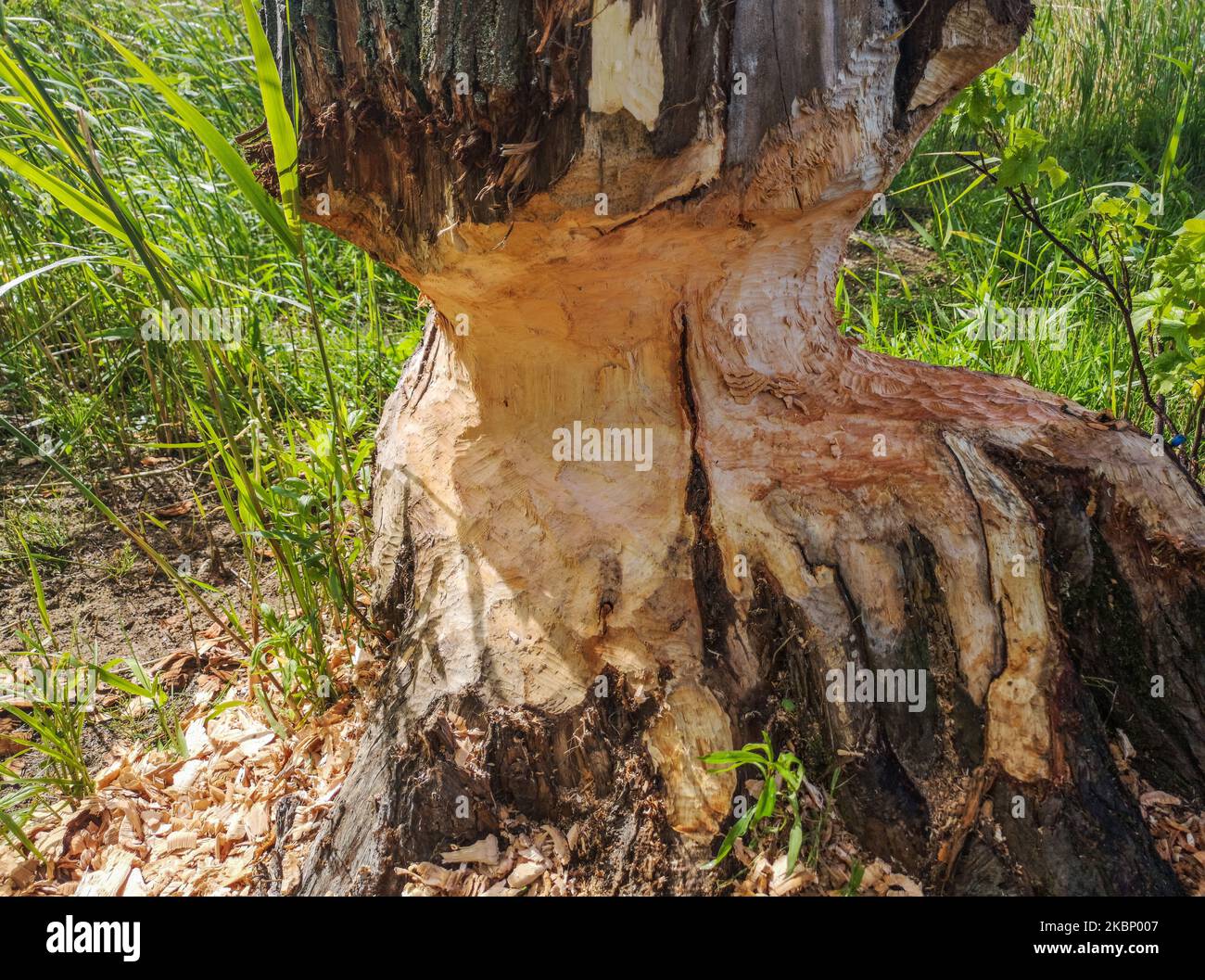 Tree bitten by beavers is seen in Mikoszewo, Poland on 17 May 2020 ...