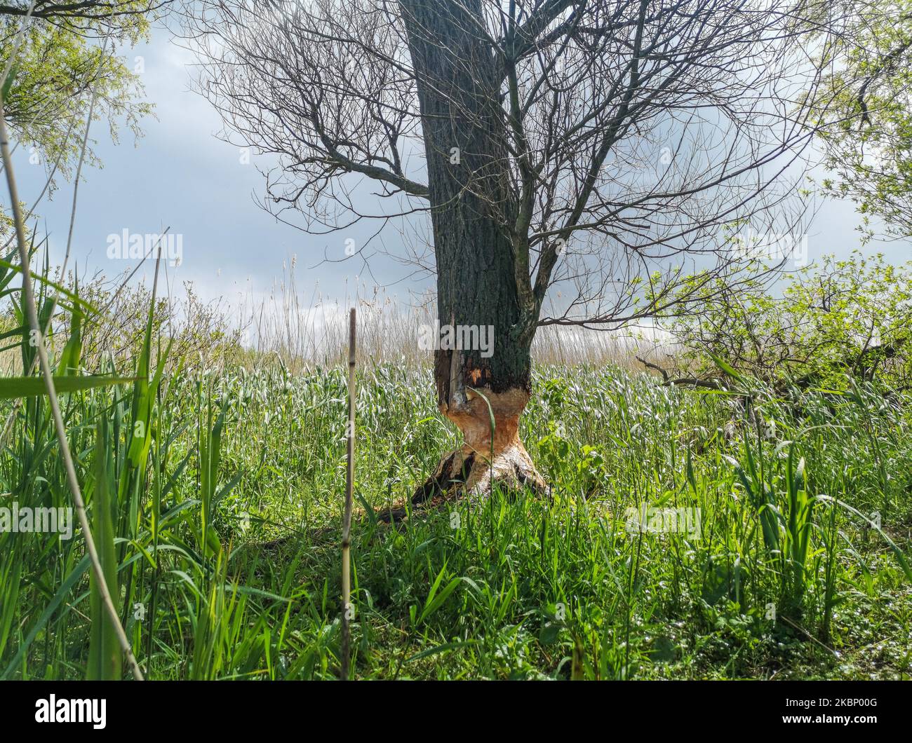 Tree bitten by beavers is seen in Mikoszewo, Poland on 17 May 2020 ...