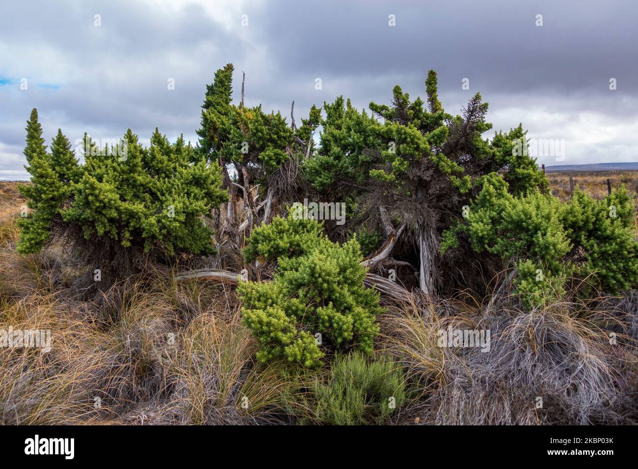 Star caperose or star tree (Cliffortia arborea) tree or bush in the ...