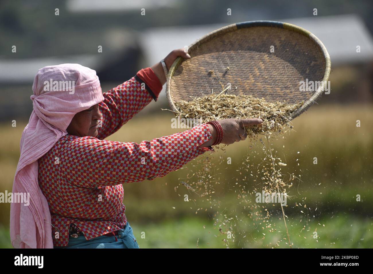 Women harvesting wheat grains hi-res stock photography and images - Alamy