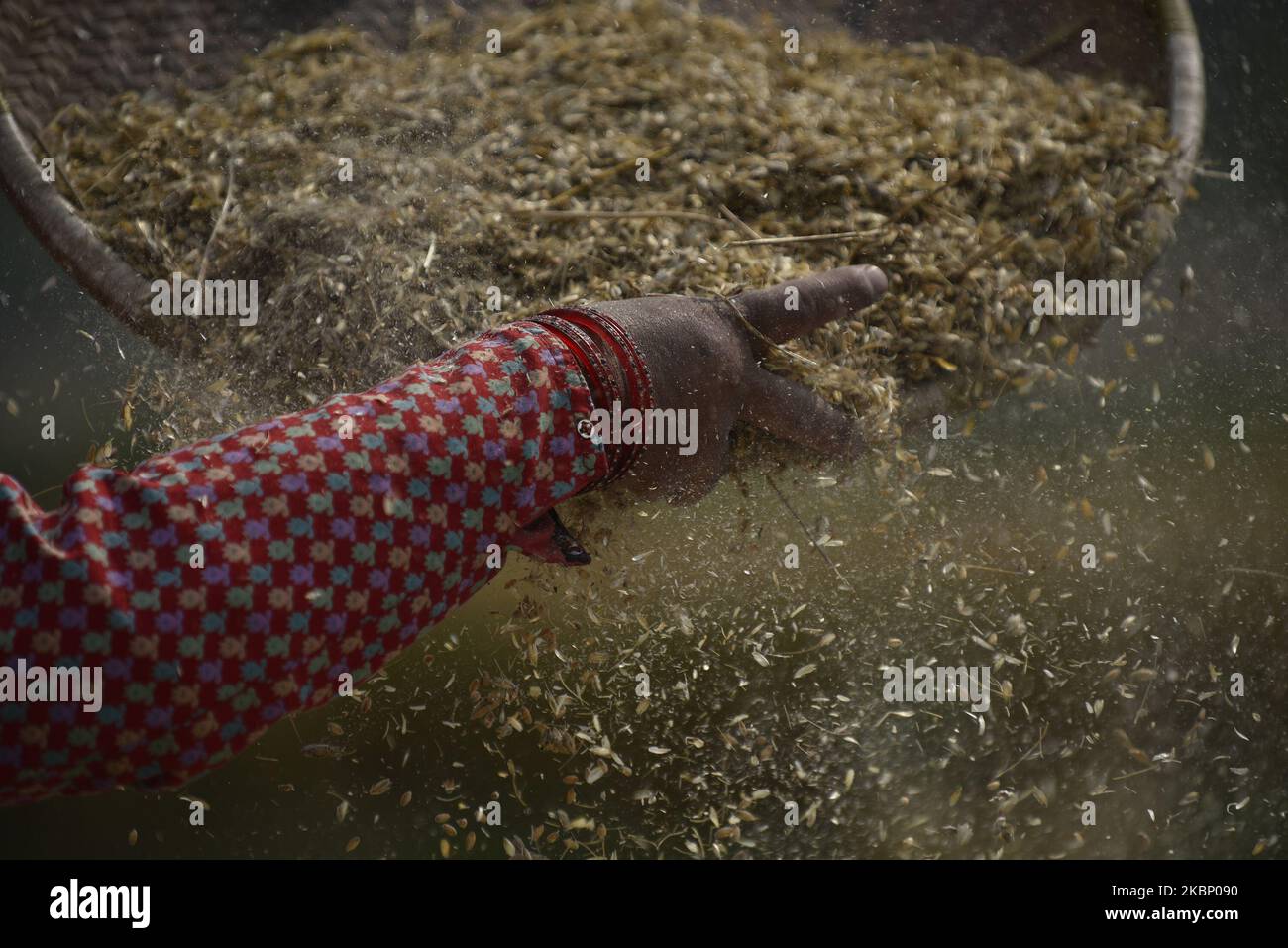 Women harvesting wheat grains hi-res stock photography and images - Alamy