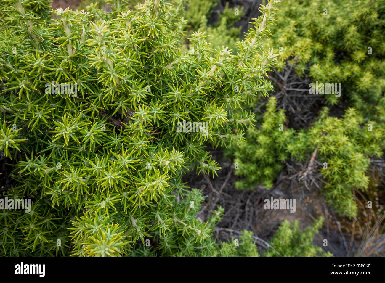 Star caperose or star tree (Cliffortia arborea) tree or bush in the ...