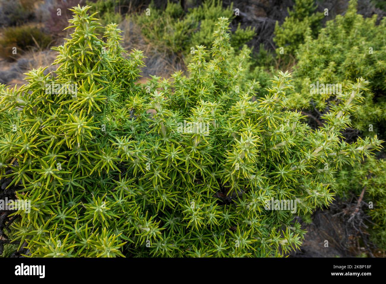 Star caperose or star tree (Cliffortia arborea) tree or bush in the ...
