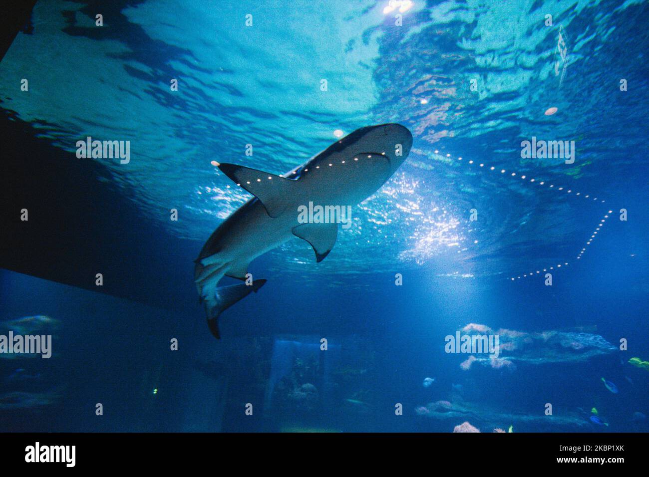 Shark press hi-res stock photography and images - Alamy