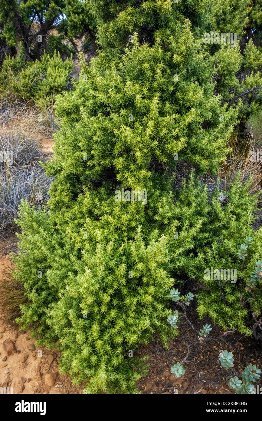 Star caperose or star tree (Cliffortia arborea) tree or bush in the ...