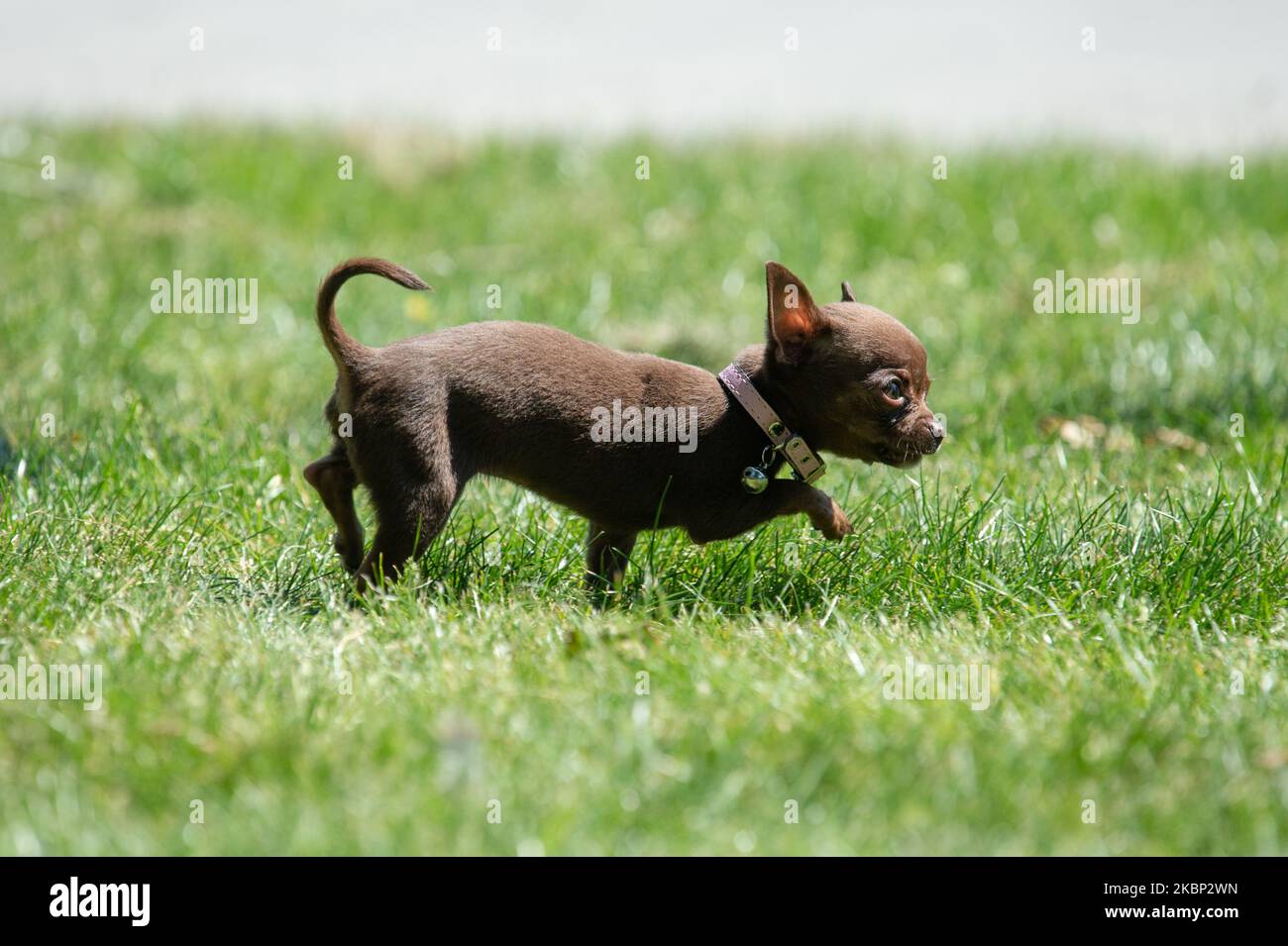 A Chihuahua puppy and its owner soak up the sunshine in Manchester's ...