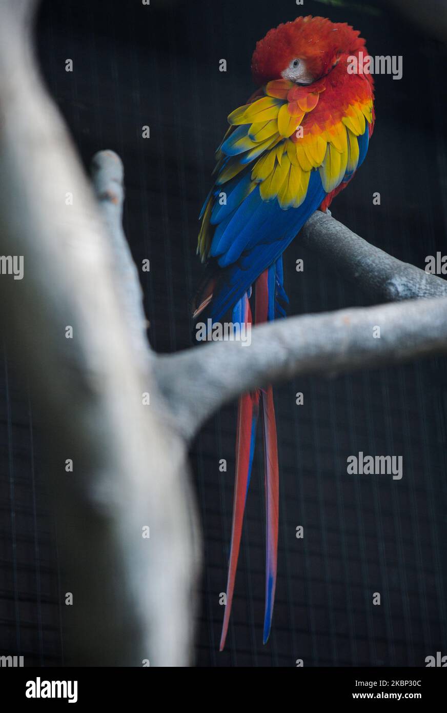 Scarlet macaw parrot seen hi-res stock photography and images - Alamy