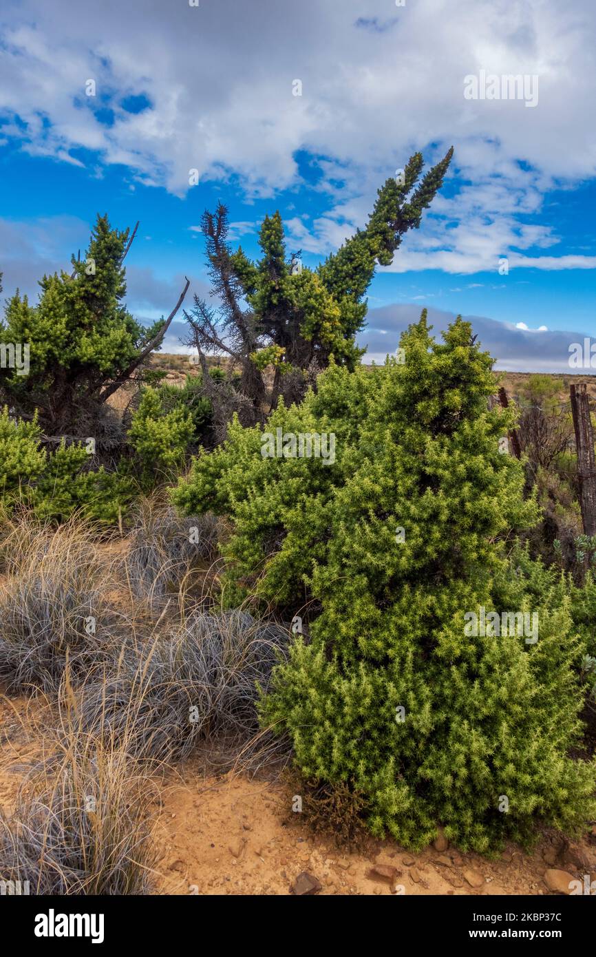 Star caperose or star tree (Cliffortia arborea) tree or bush in the ...