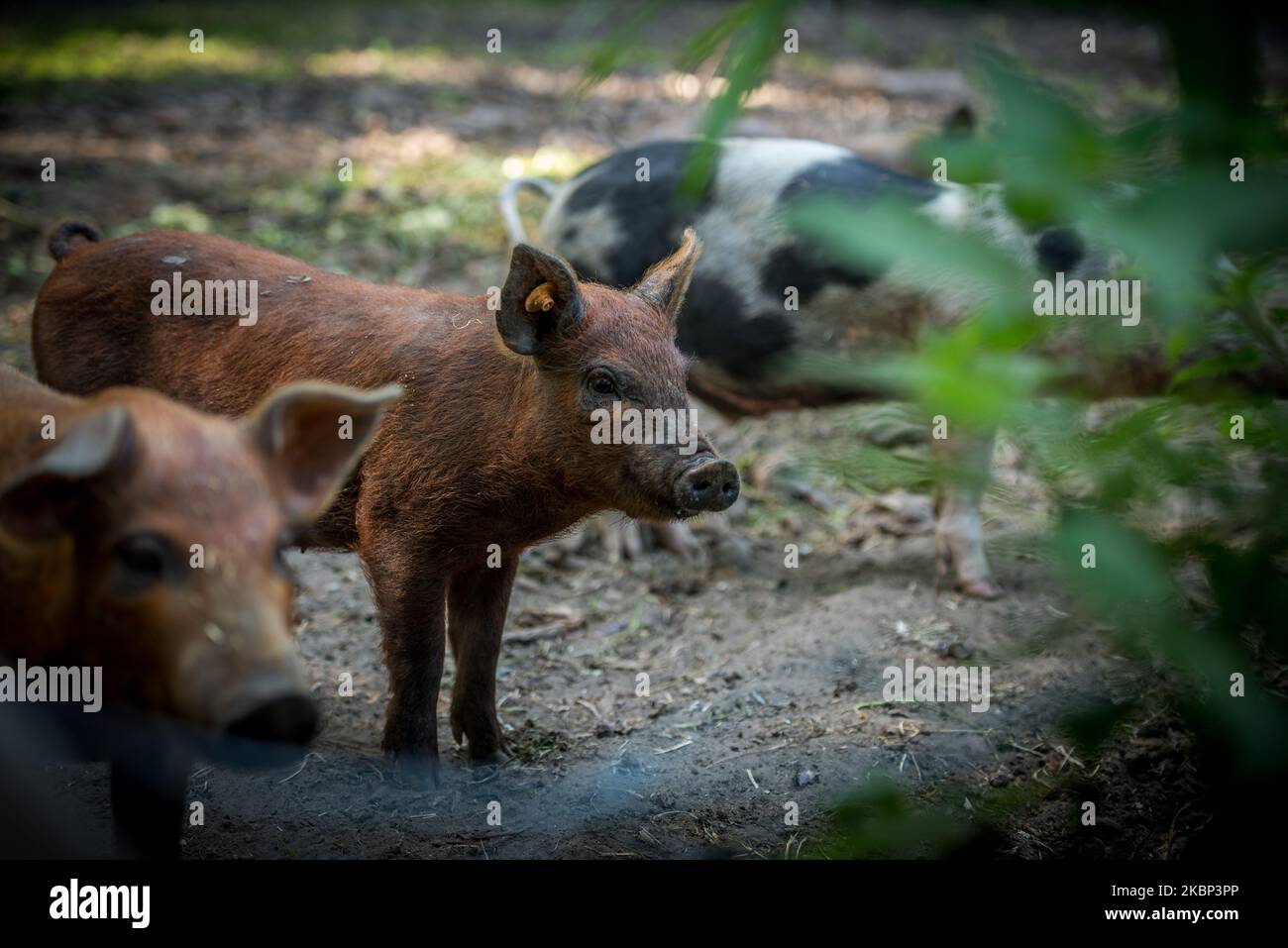 Bio restoration hi-res stock photography and images - Alamy
