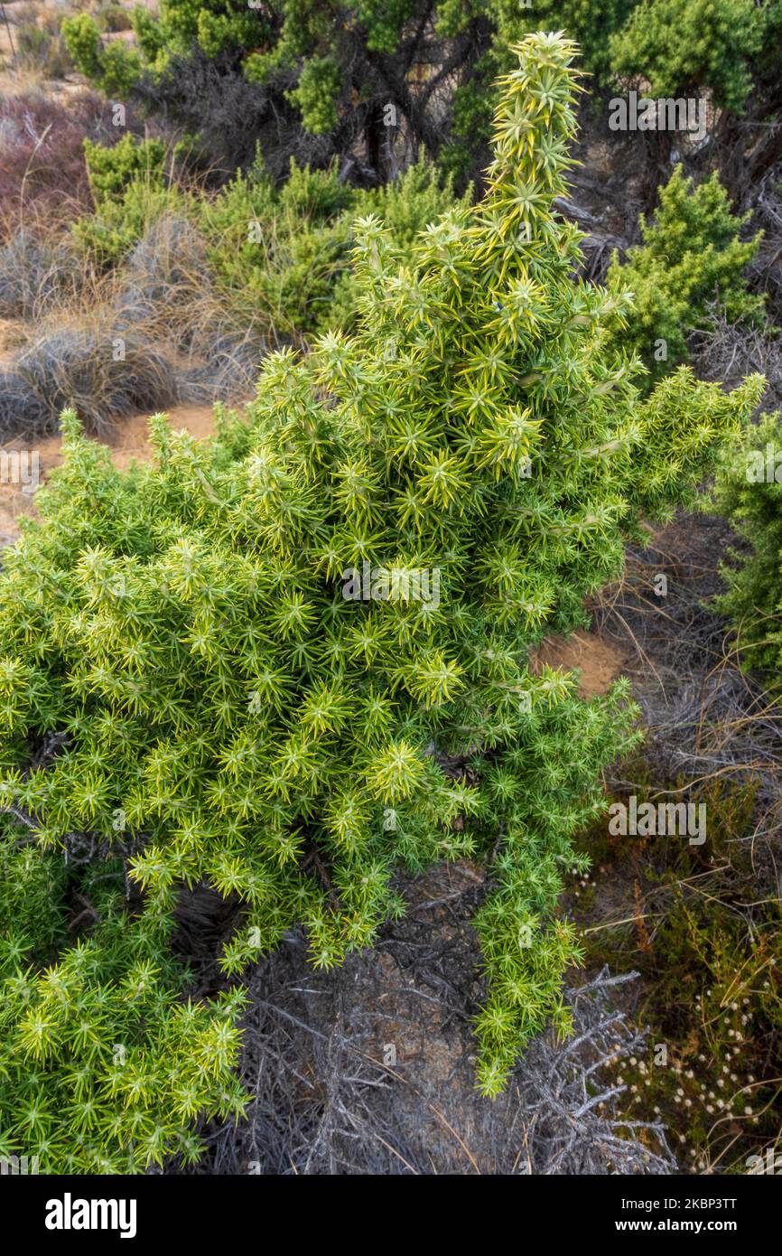 Star caperose or star tree (Cliffortia arborea) tree or bush in the ...