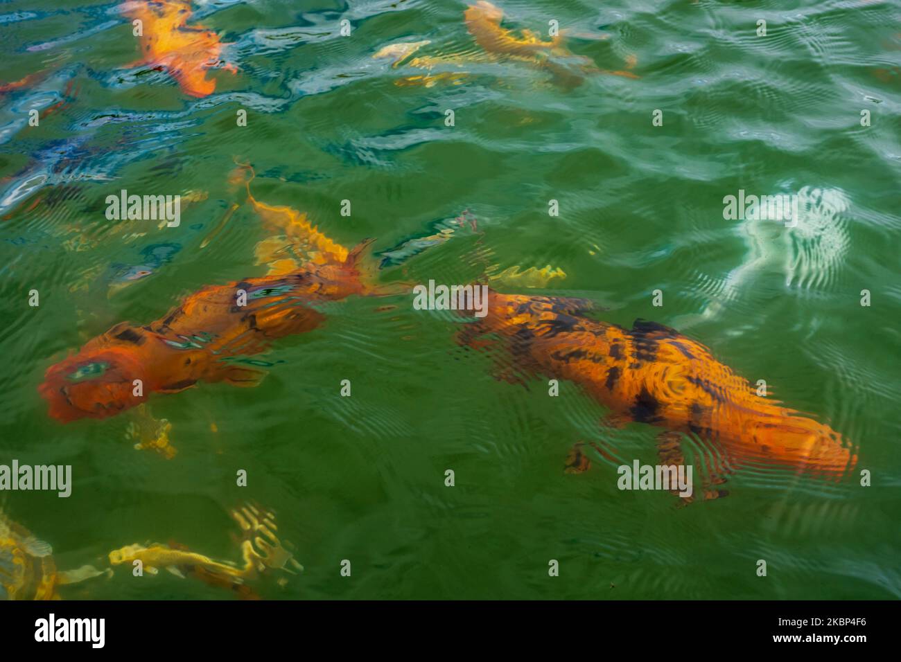 Abstract image of colorful koi fish swimming gracefully in a tranquil ...