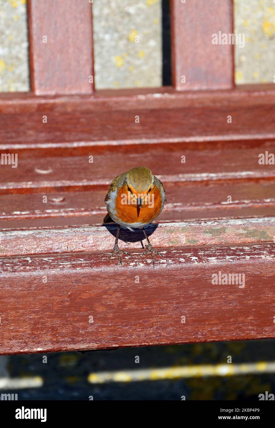 A Robin sitting on a park bench in Greenhill Gardens, Weymouth, Dorset ...