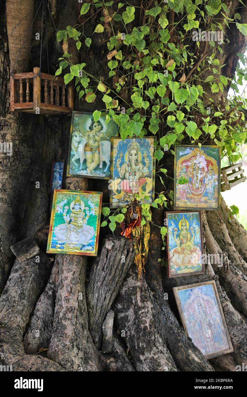 Pictures of Hindu deities adorn a large peepal tree at a small Hindu ...