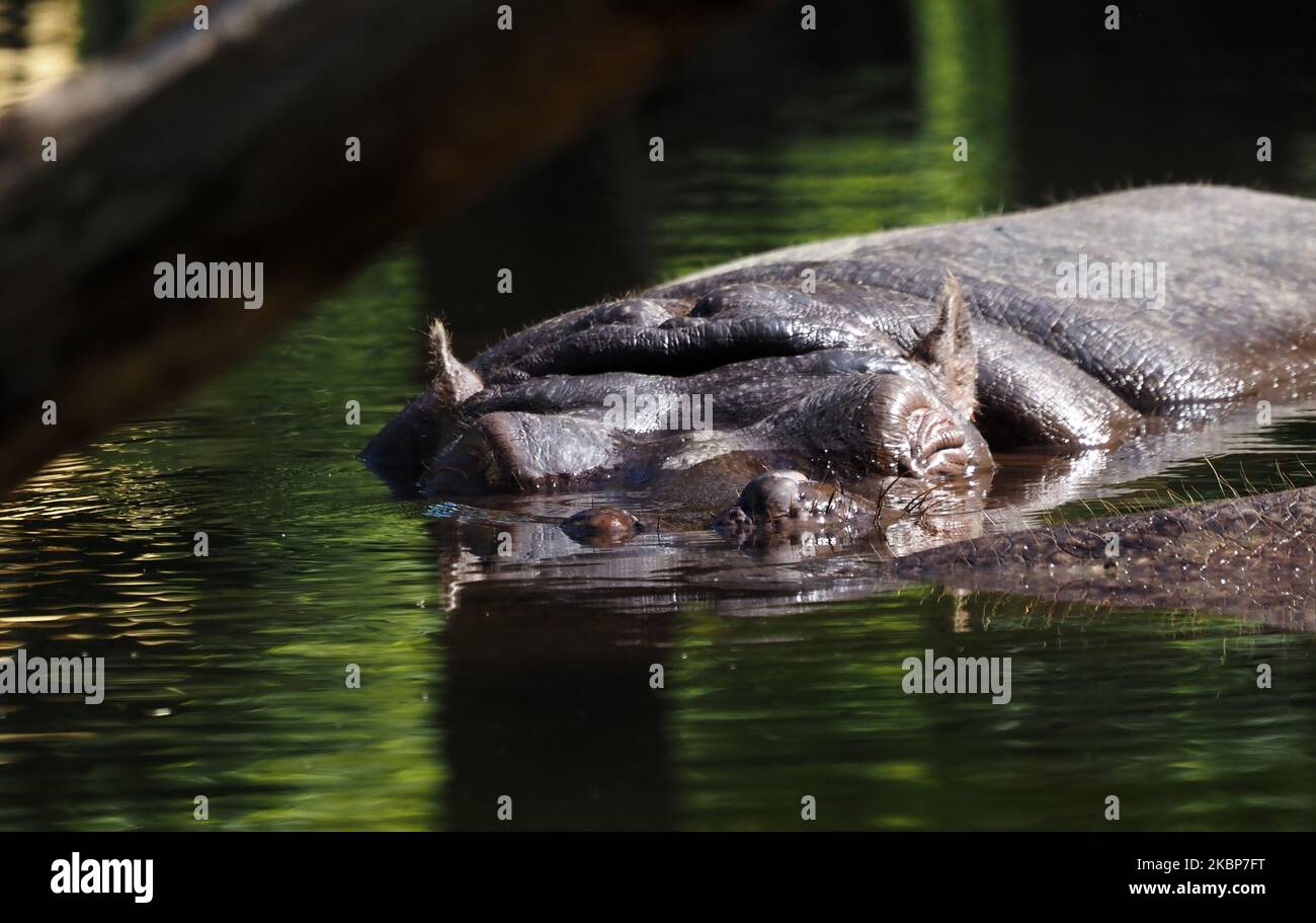 The head of a hippopotamus sticks out of the pond in Zoo Vienna ...