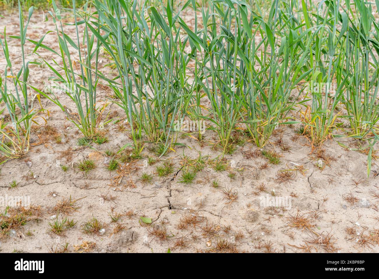 Drought situation europe hi-res stock photography and images - Alamy
