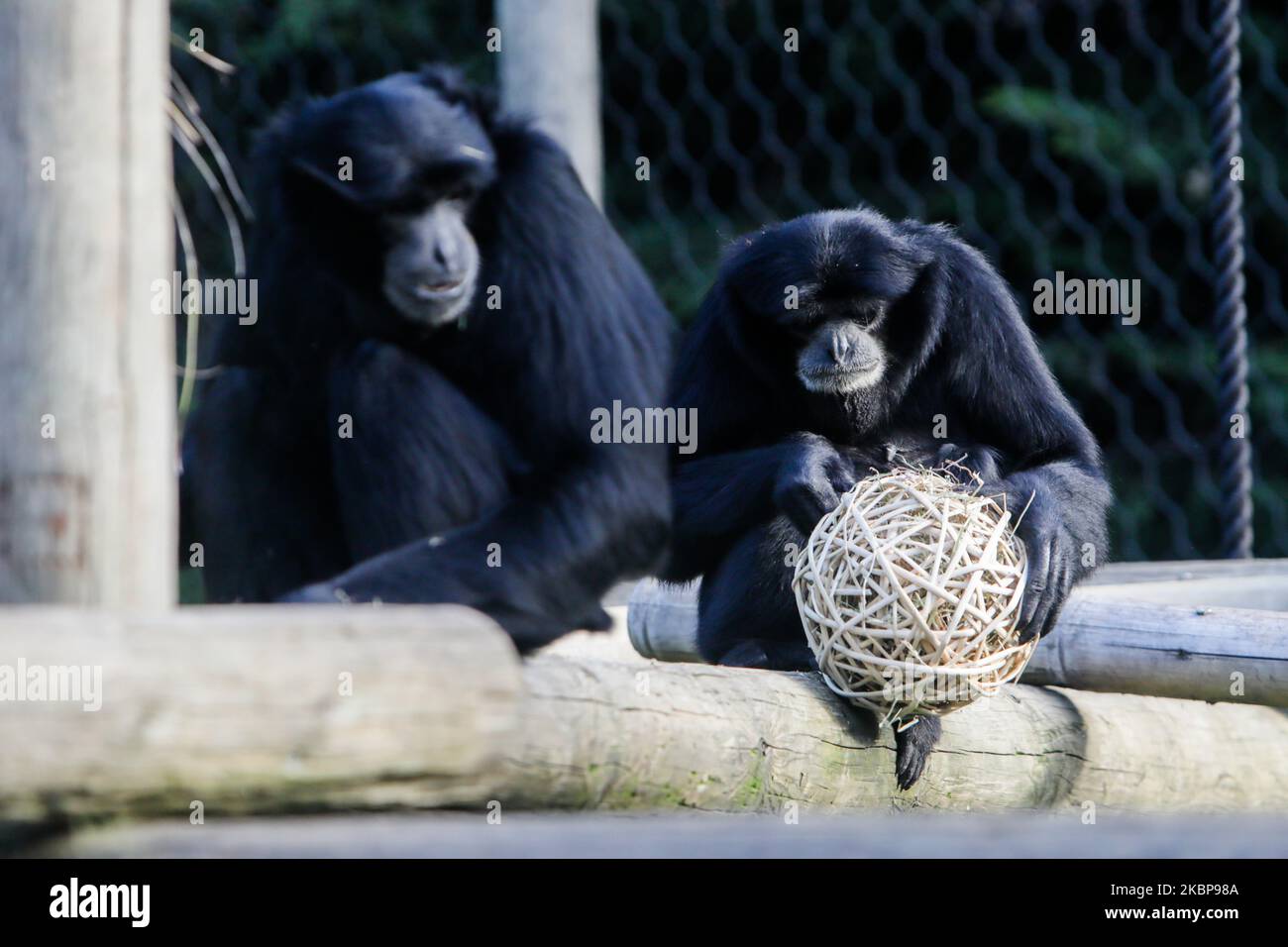 Parco cornelle hi-res stock photography and images - Alamy