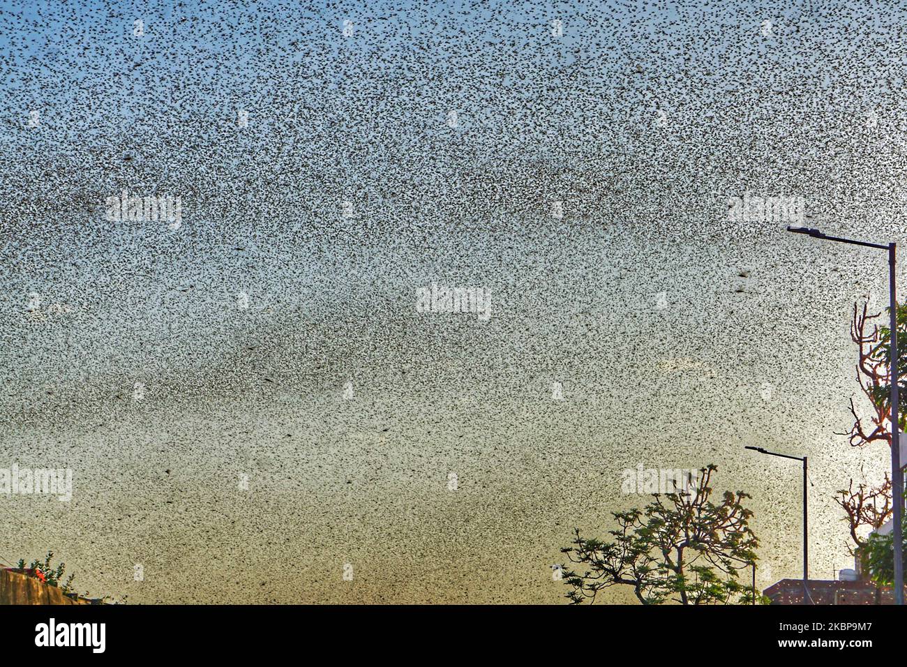 Swarms of locust attack in the residential areas of Jaipur, Rajasthan ...