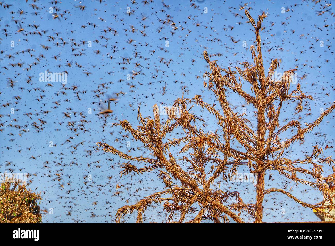 Swarms of locust attack in the residential areas of Jaipur, Rajasthan ...