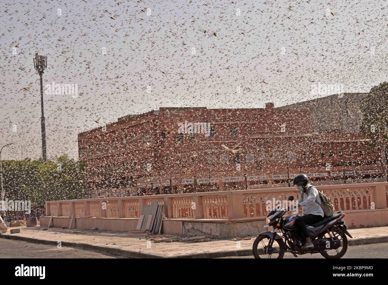 Swarms of locust attack in the walled city of Jaipur, Rajasthan, Monday ...