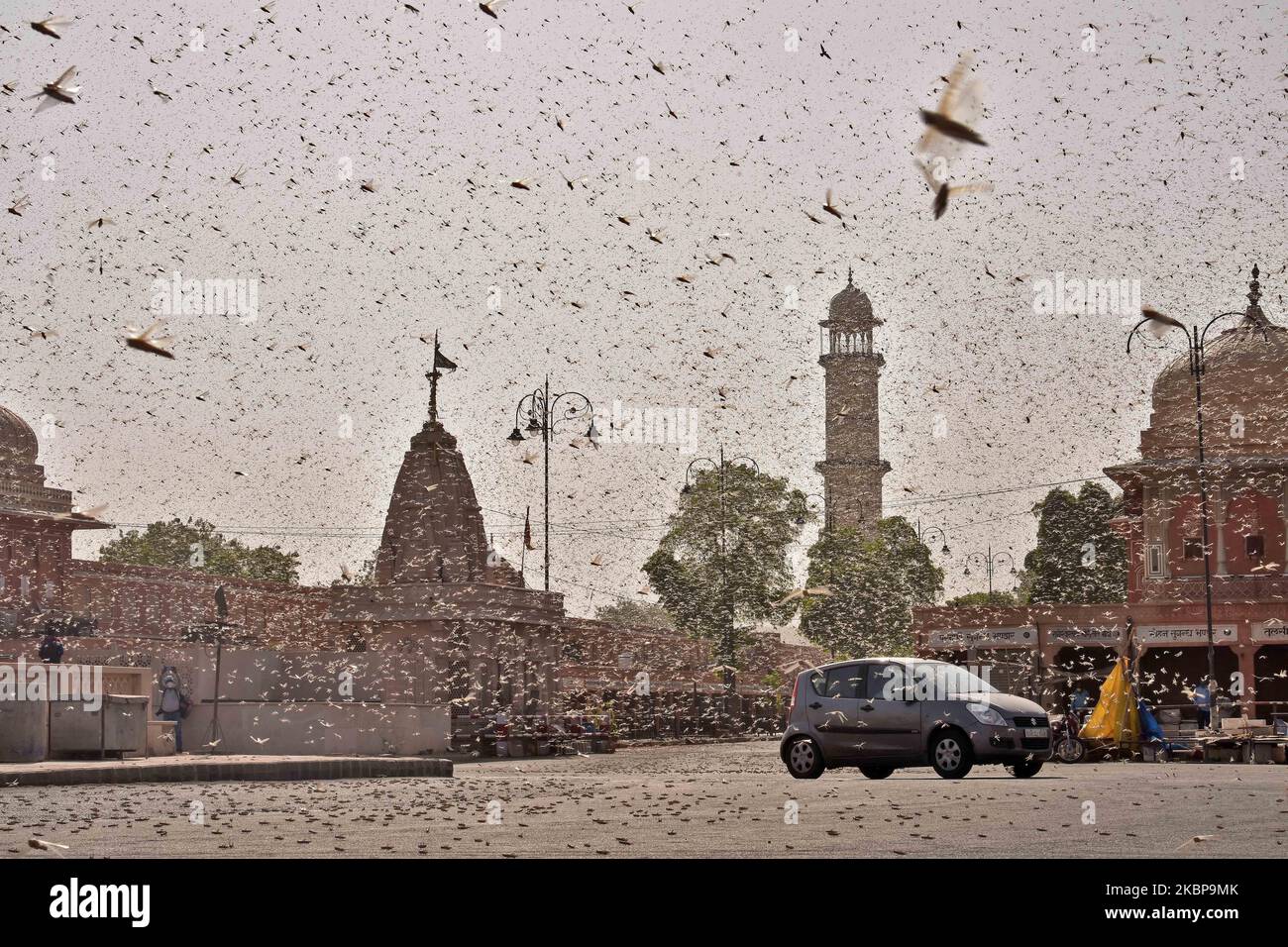 Swarms of locust attack in the walled city of Jaipur, Rajasthan, Monday ...