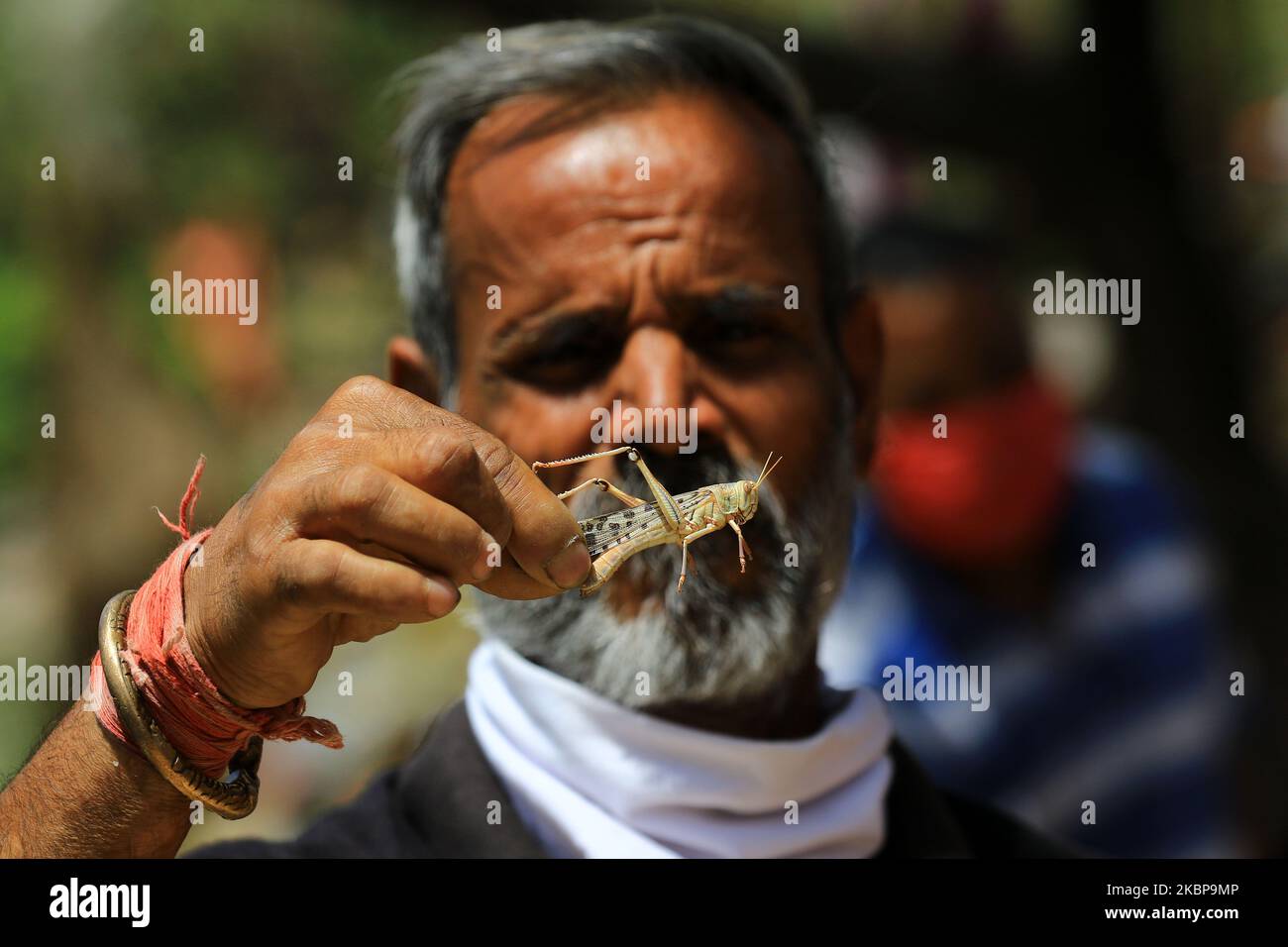 A man hold locust during the swarms of locust attack in the residential ...