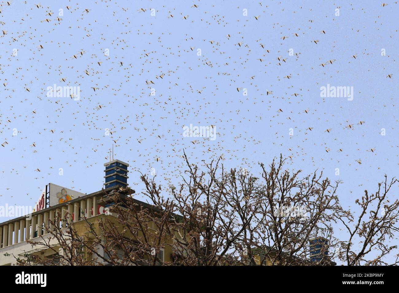 Swarms of locust attack in the residential areas of Jaipur, Rajasthan ...