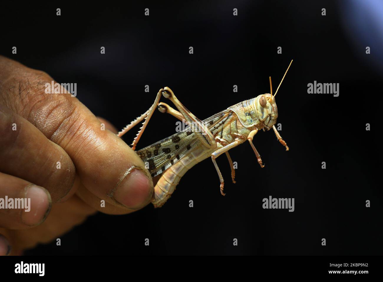 A man hold locust during the swarms of locust attack in the residential ...