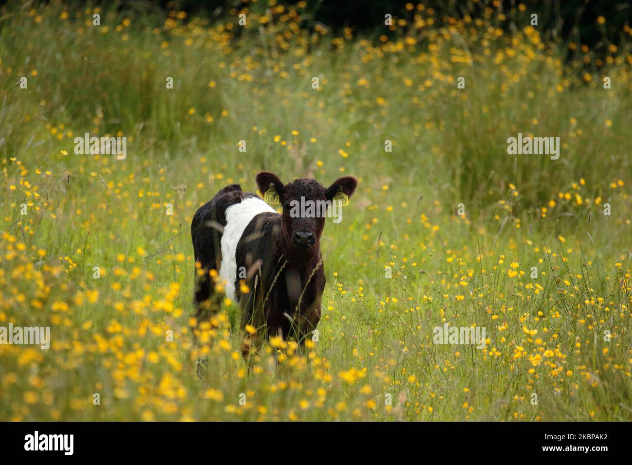 Belted Galloway cattle Stock Photo - Alamy