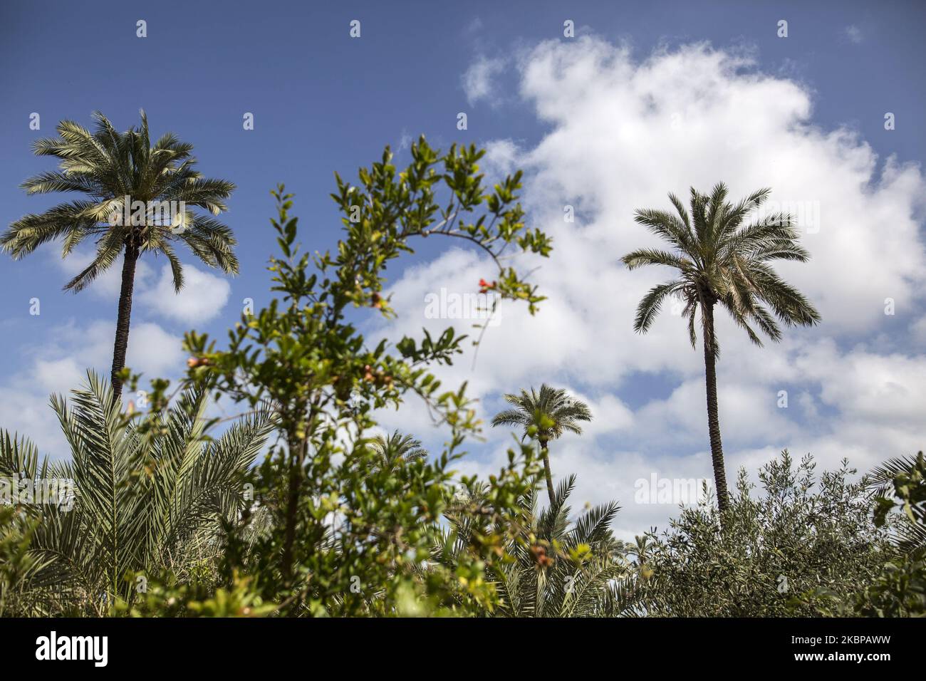 The Palm trees is seen in the picture, on 27 May, 2020. in Deir Al ...