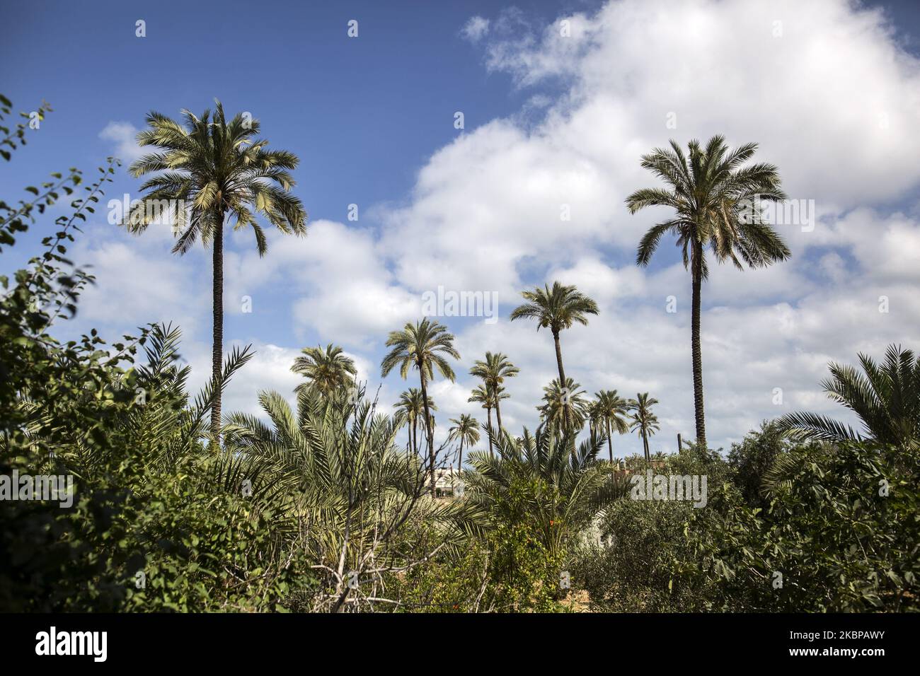 The Palm trees is seen in the picture, on 27 May, 2020. in Deir Al ...