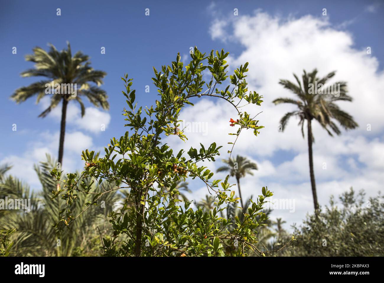 The Palm trees is seen in the picture, on 27 May, 2020. in Deir Al ...