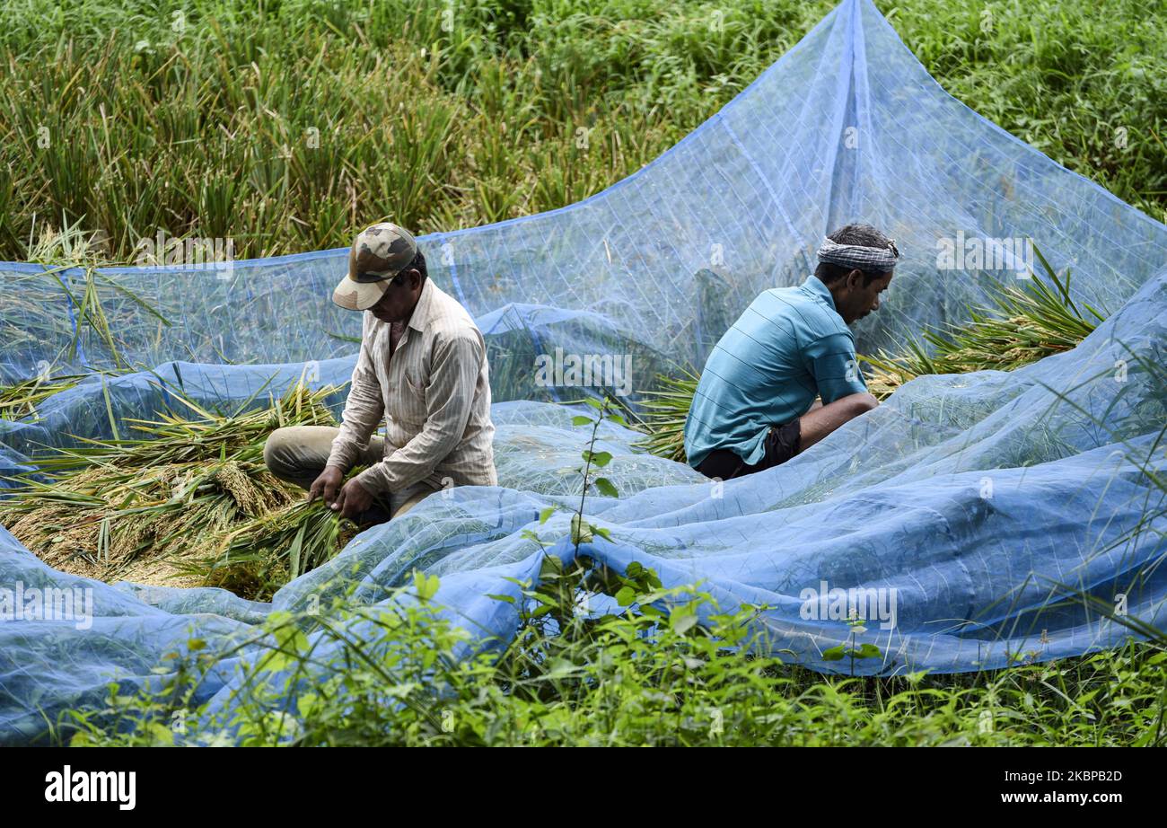 In the kamrup district hi-res stock photography and images - Alamy