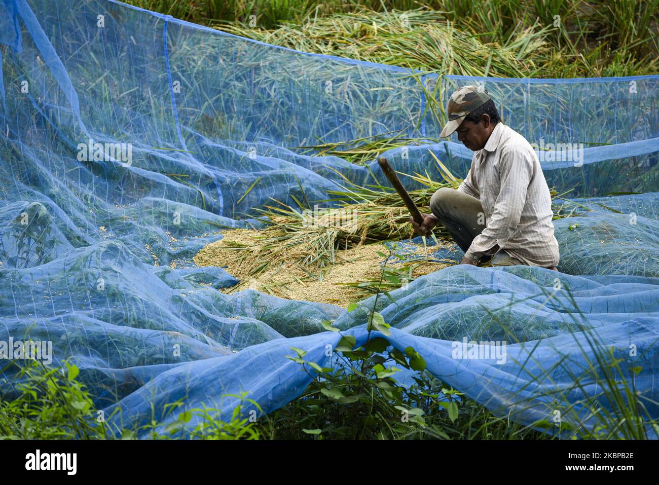 A man threshing rice paddy after harvesting, at a village in Kamrup ...