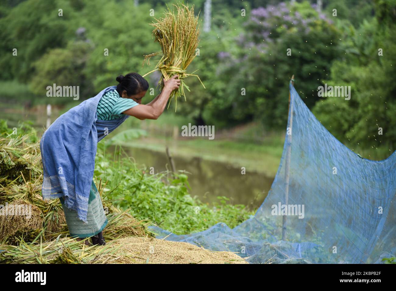 A woman threshing rice paddy after harvesting, at a village in Kamrup ...