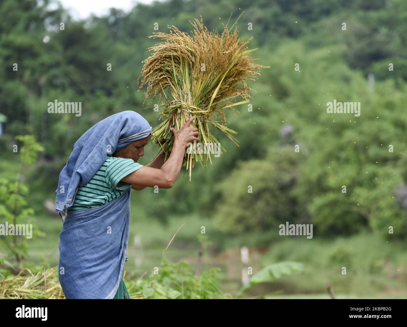 Woman threshing rice hi-res stock photography and images - Alamy
