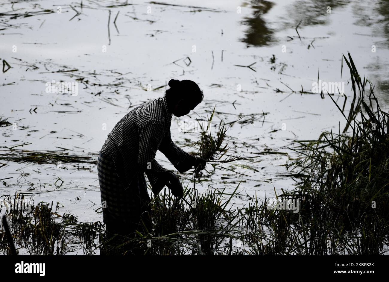 Woman harvesting paddy in a submerged paddy field, at a flood affected ...