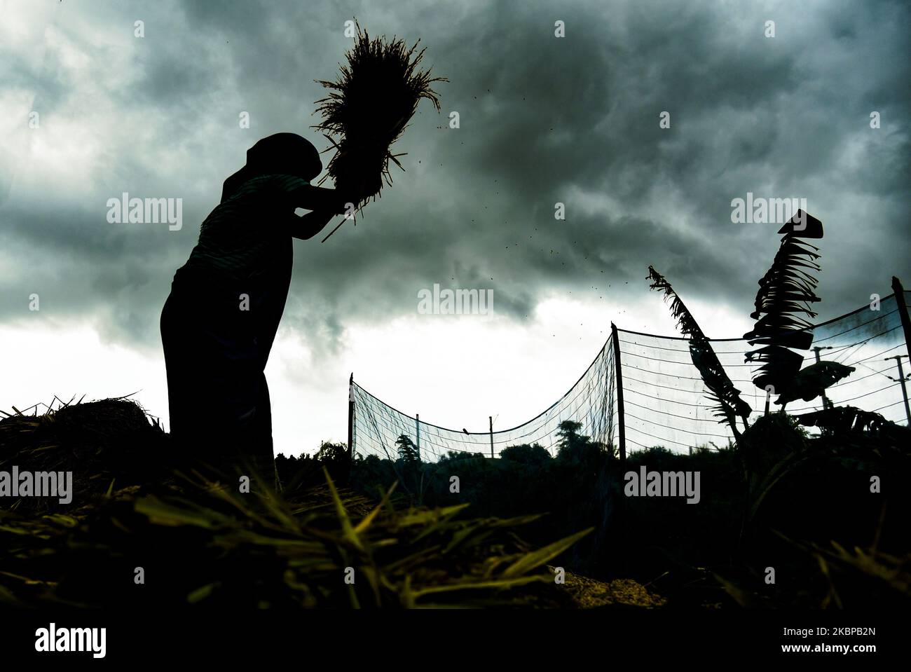 A woman threshing rice paddy after harvesting, at a village in Kamrup ...