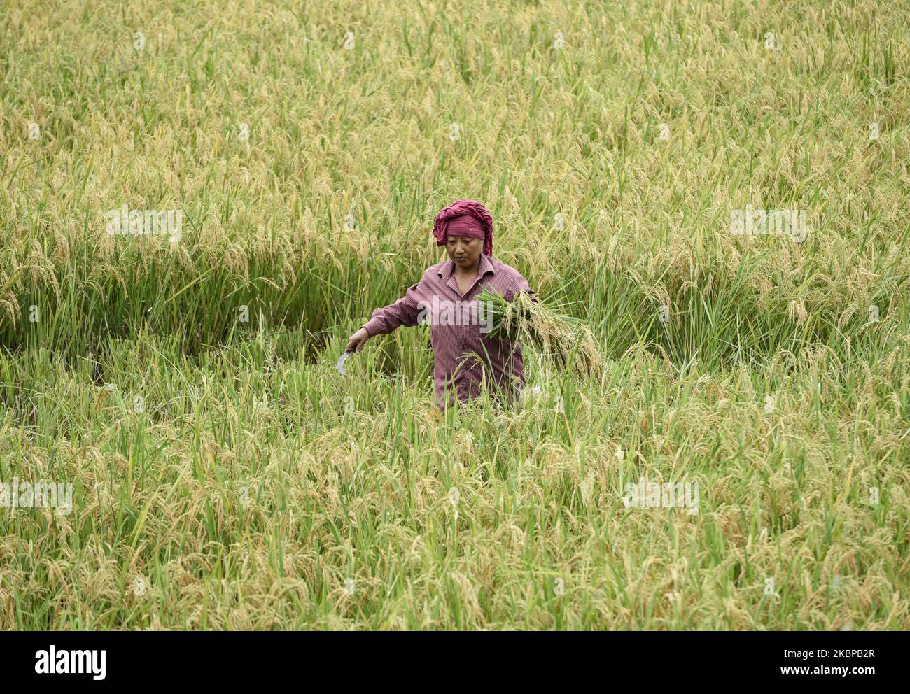 Woman harvesting paddy in a submerged paddy field, at a flood affected ...