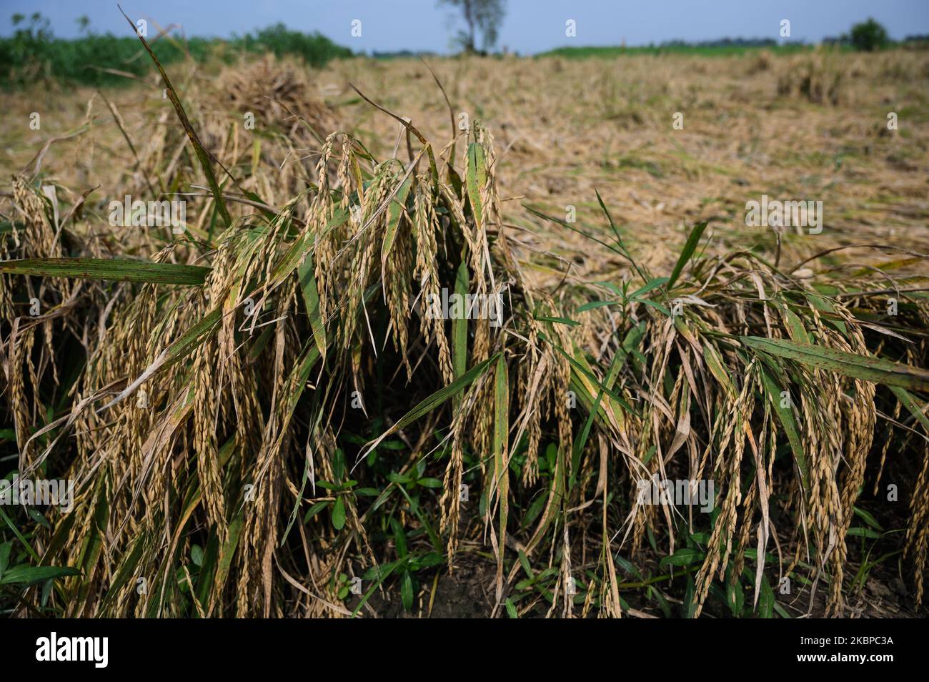 The devastation of a rice field in Tehatta, West Bengal; India on May ...