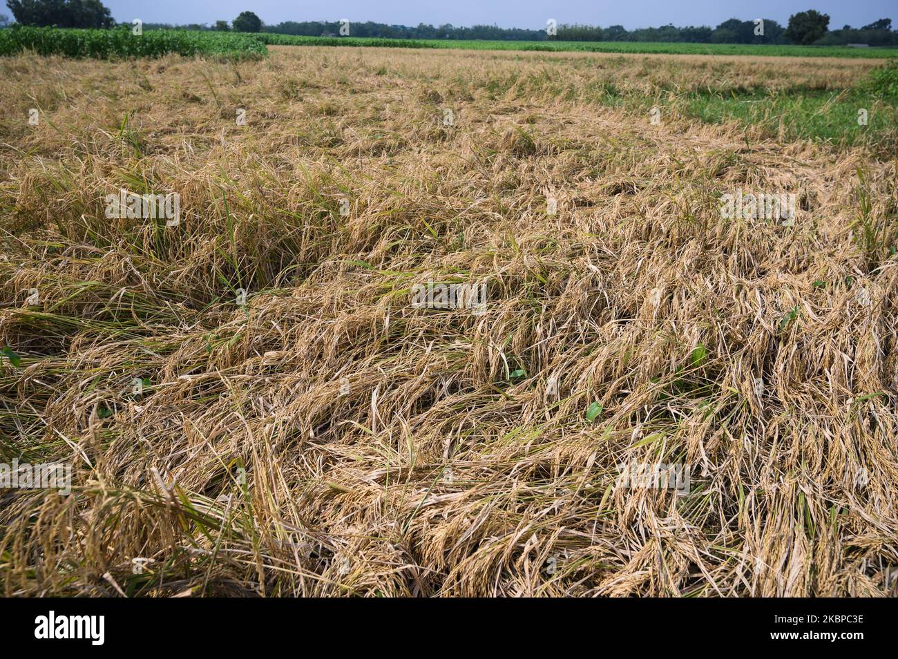 The devastation of a rice field in Tehatta, West Bengal; India on May ...