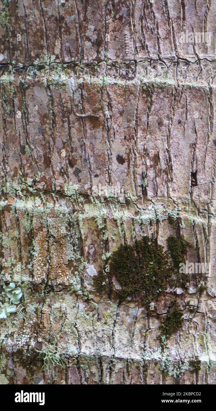 coconut bark texture as background Stock Photo - Alamy