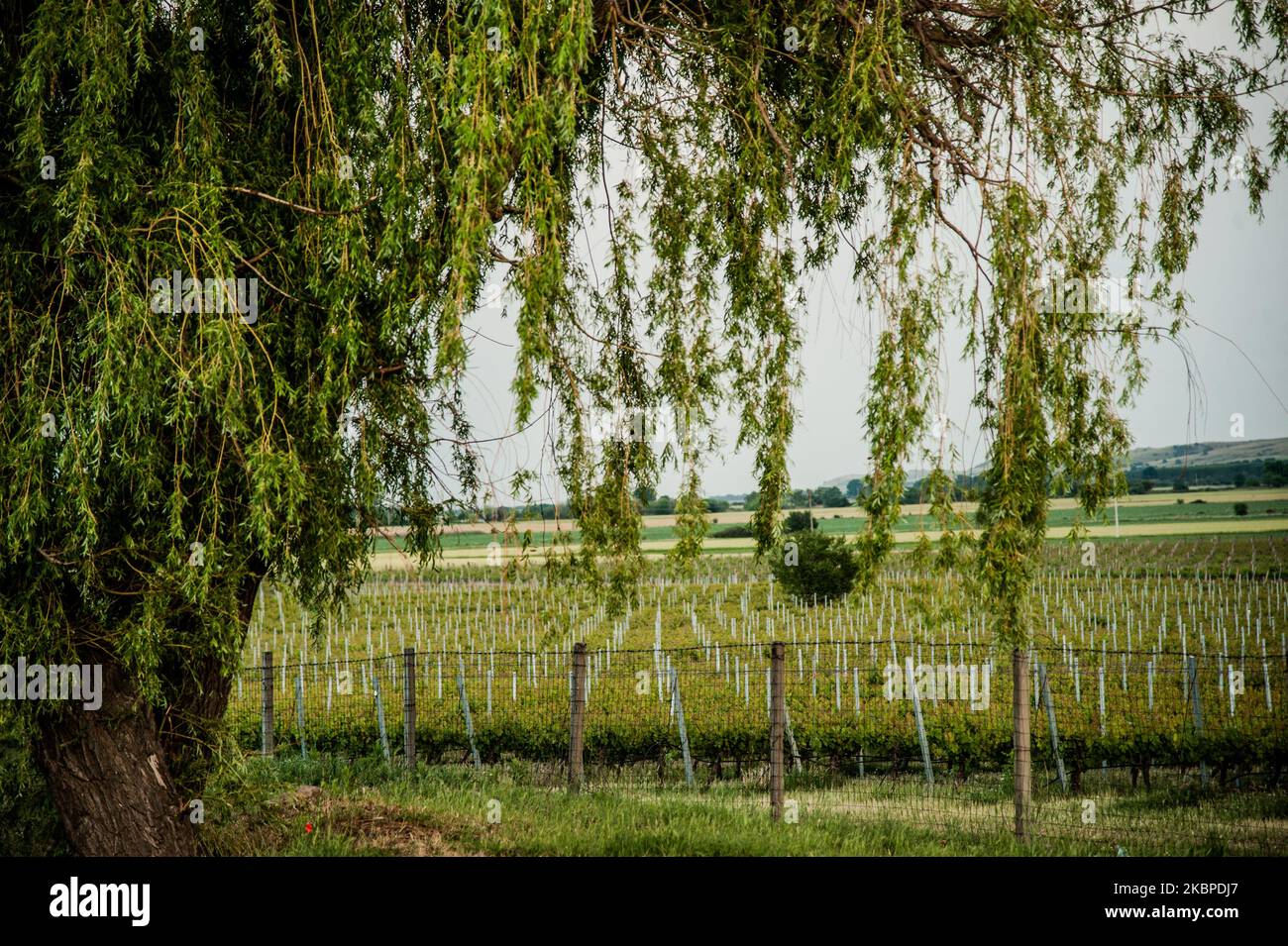 Rakia traditional bulgarian alcohol drink hi-res stock photography and ...
