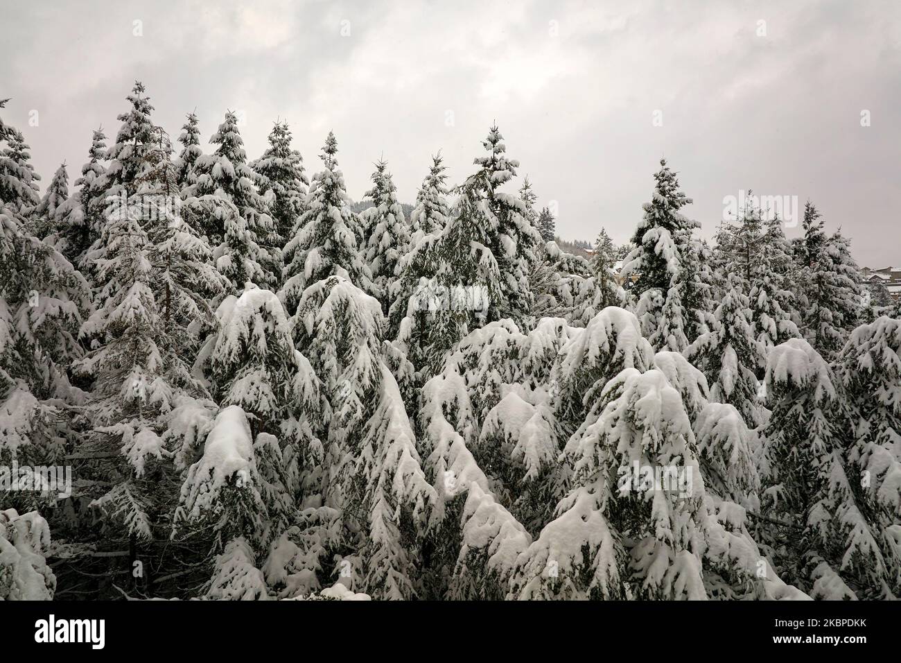 Aerial foggy landscape with evergreen pine trees covered with fresh ...