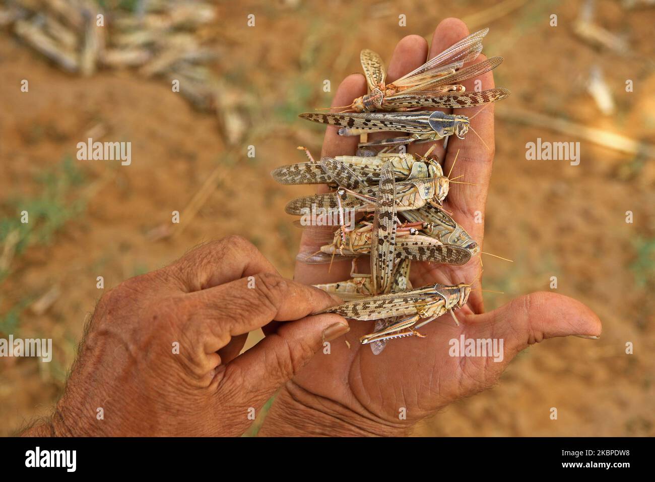 Locusts farm hi-res stock photography and images - Alamy