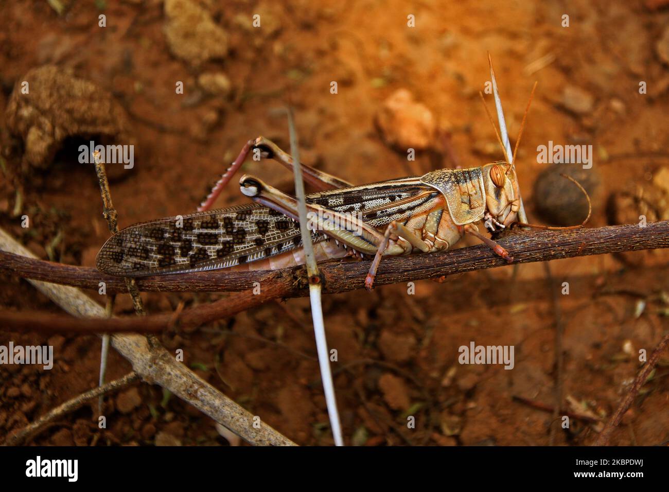 Locust like hi-res stock photography and images - Alamy