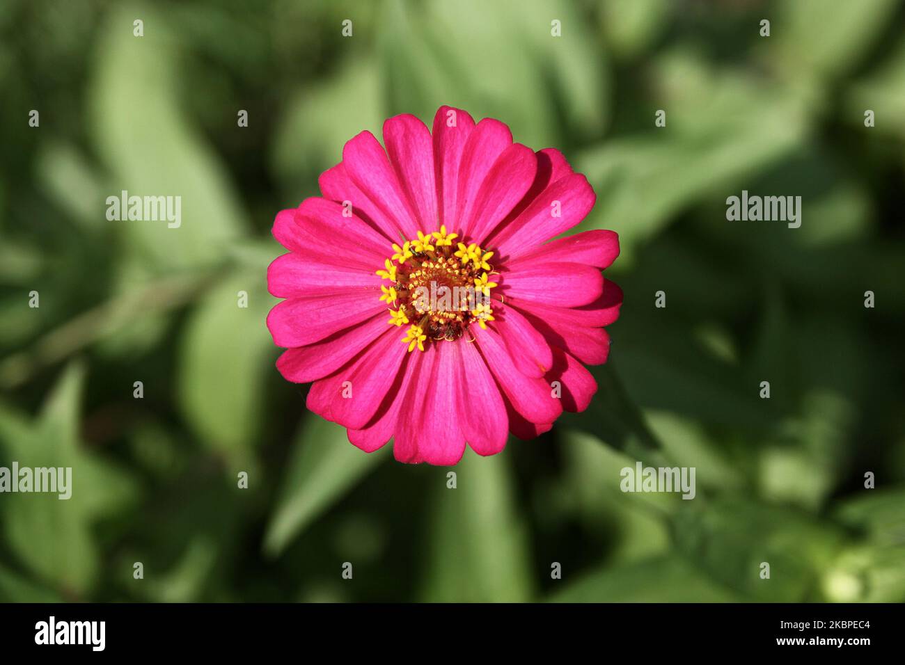 The Zinnia Elegans flower blooms as seen in West Java province on May ...