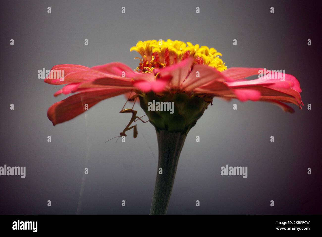 Insects of java hi-res stock photography and images - Alamy