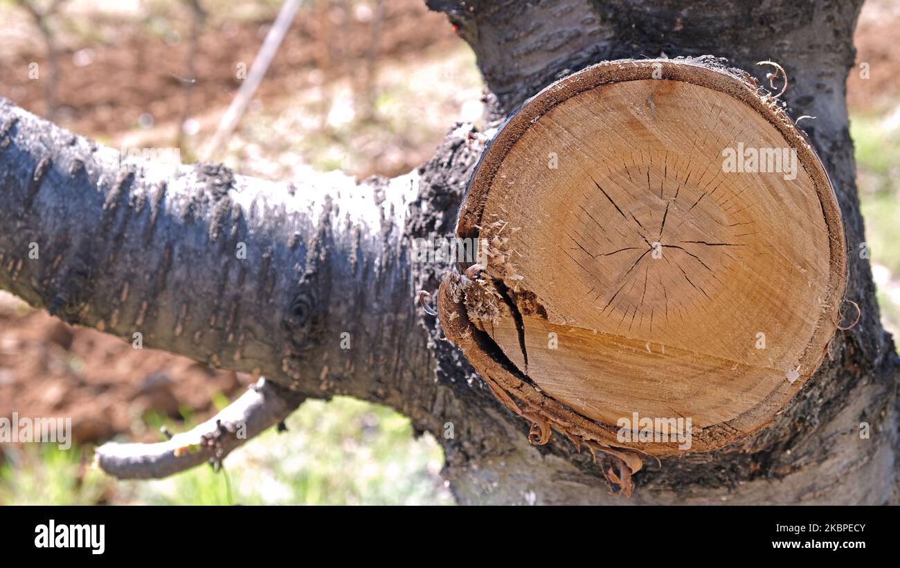 Cut cherry tree Stock Photo - Alamy